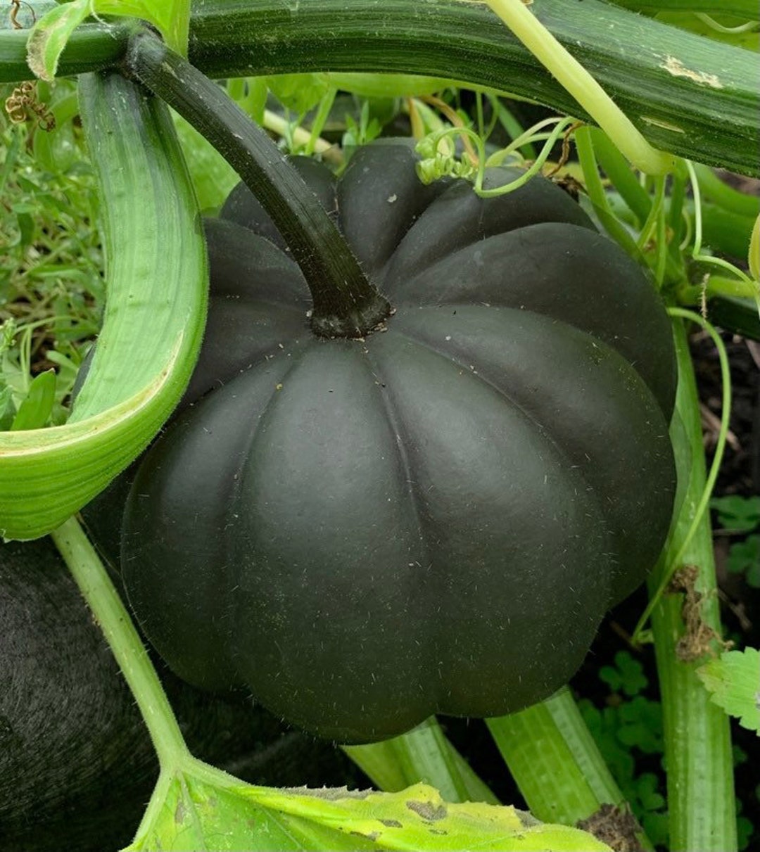 10 Black Kat Mini Pumpkin Seeds, Quick Harvest, Halloween, Autumn, Fall ...