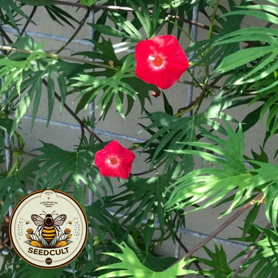Cardinal Climber, Ipomoea Multifida IP2020 - Etsy