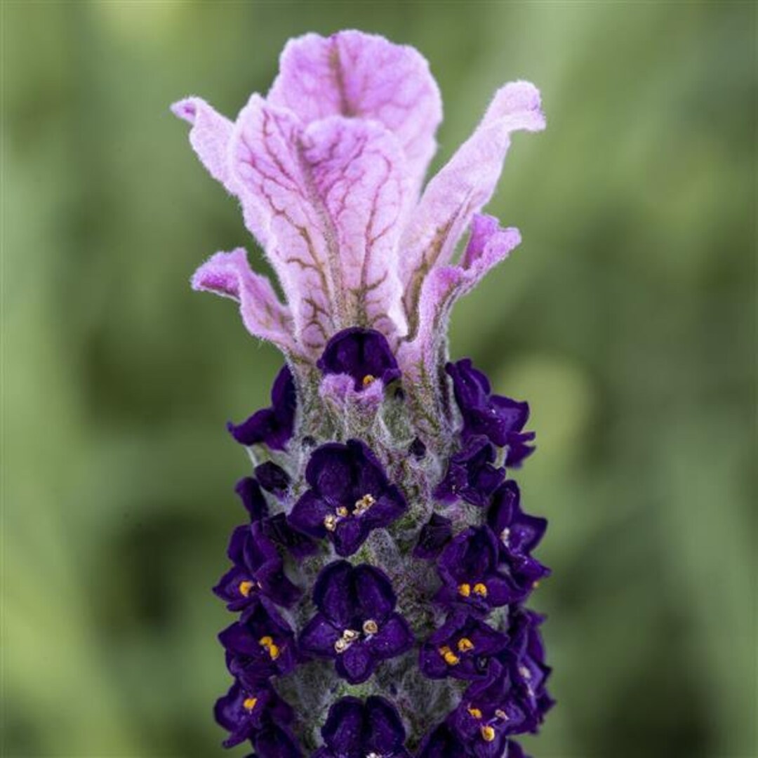 Lilac Castillano Lavender Seeds, Spanish Lavandula Stoechas Bandera ...