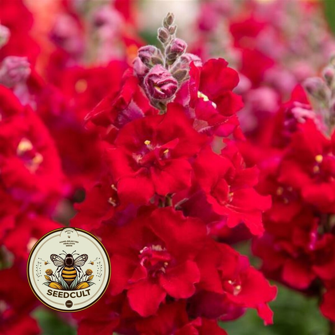 NEW! Sweet Duet Deep Red Snapdragon Seeds, Double Flowering, Ruffled ...