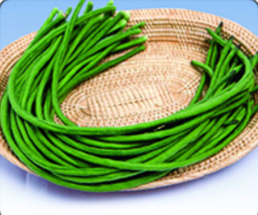 Green Yard Long Beans, Vigna Unguiculata, Asparagus Bean VI0125 - Etsy