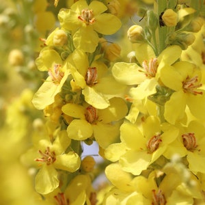 Bulk Mullein Seeds, Common, Organic Verbascum Thapsus VE011C - Etsy