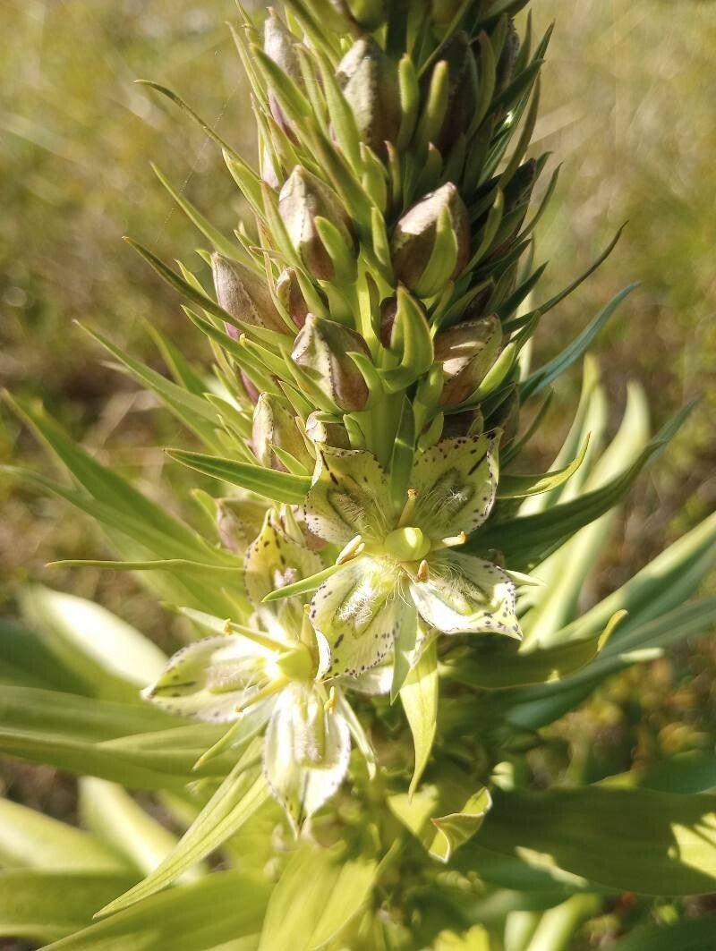 Monument Plant, Green Gentian, Frasera Speciosa, FS0110 - Etsy