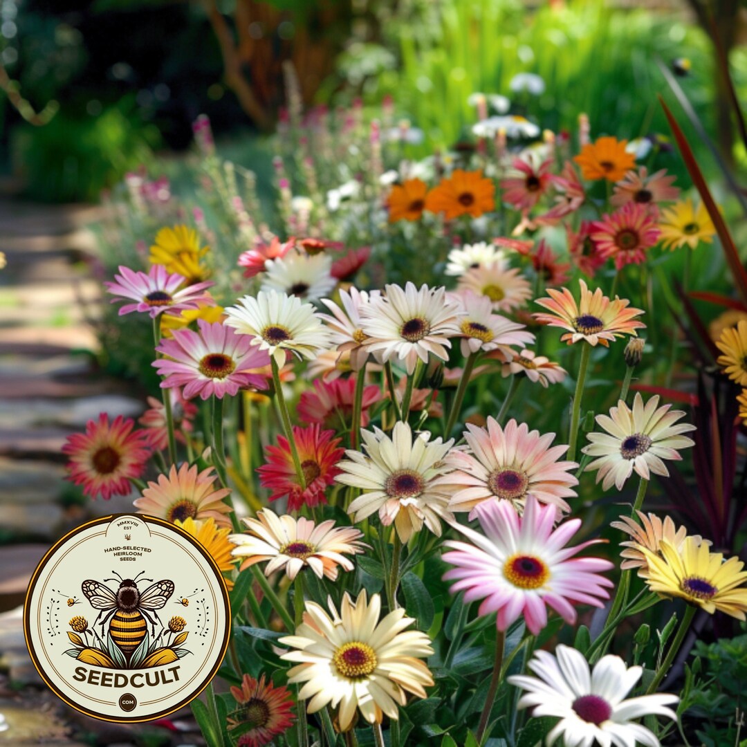 Harlequin Mix Arctotis Seeds, African Daisy, Arctotis Hybrida AT2025 - Etsy