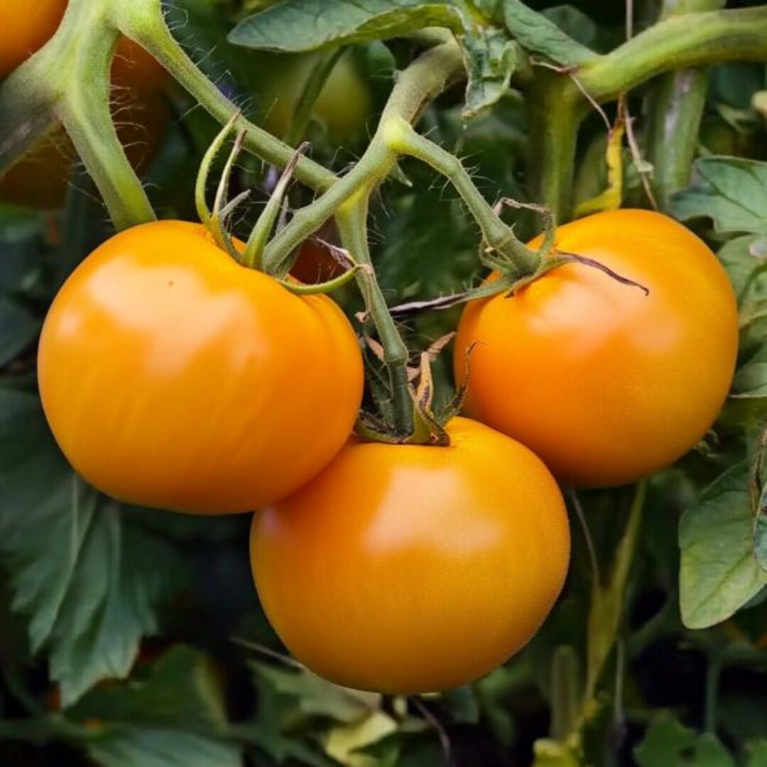 NEW! Jubilee Tomato Seeds, Heirloom Tomatoes, Solanum Lycopersicum ...
