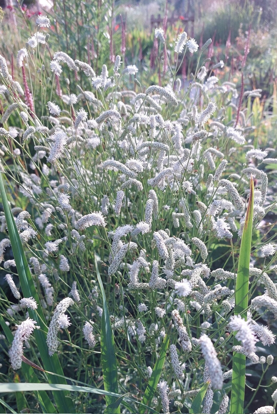 Japanese White Burnet Seeds, Sanguisorba Tenuifolia Alba, SN0310 - Etsy