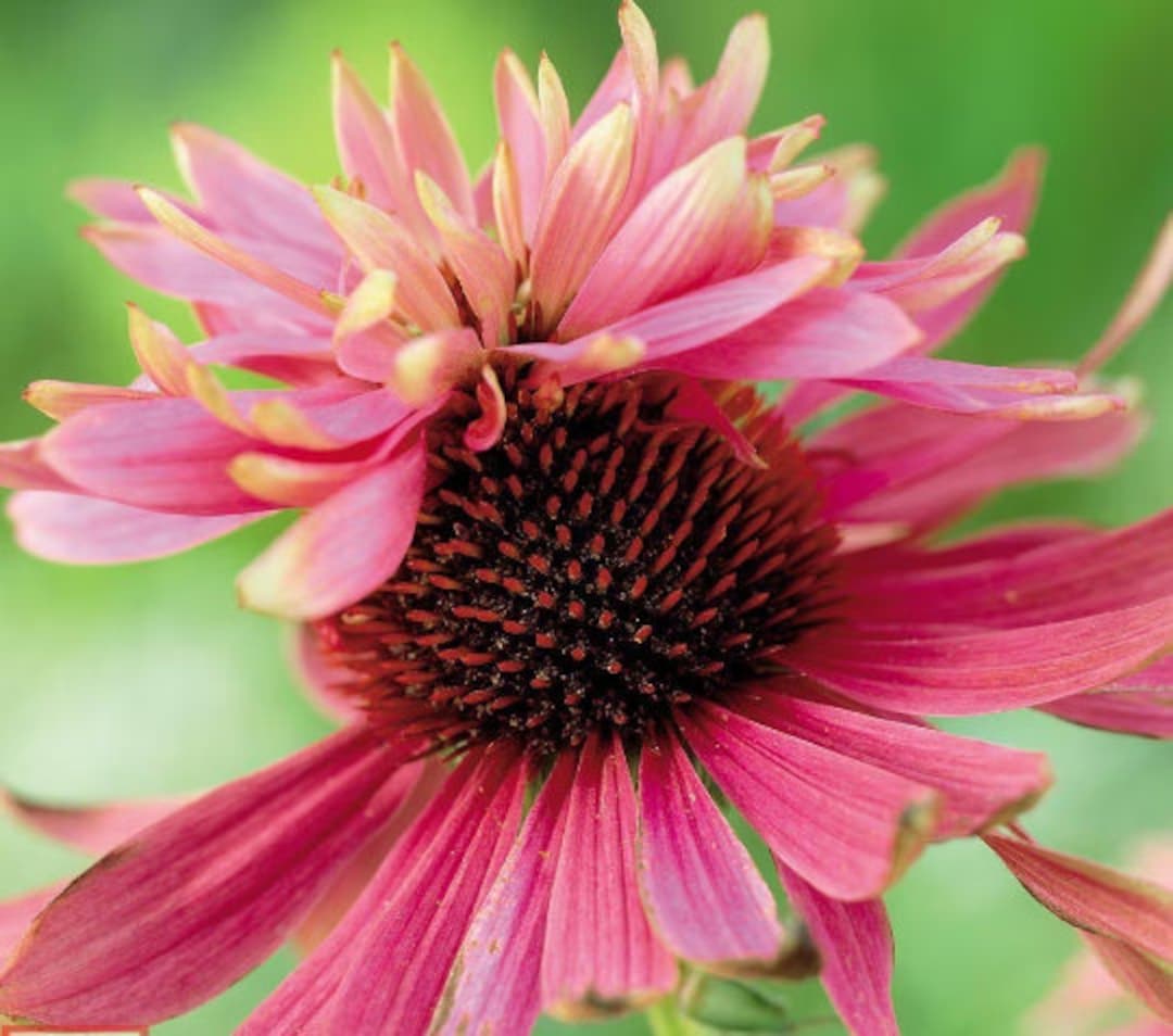 Double Decker Echinacea Seeds, Coneflower, Medicinal Plants, Flowers ...