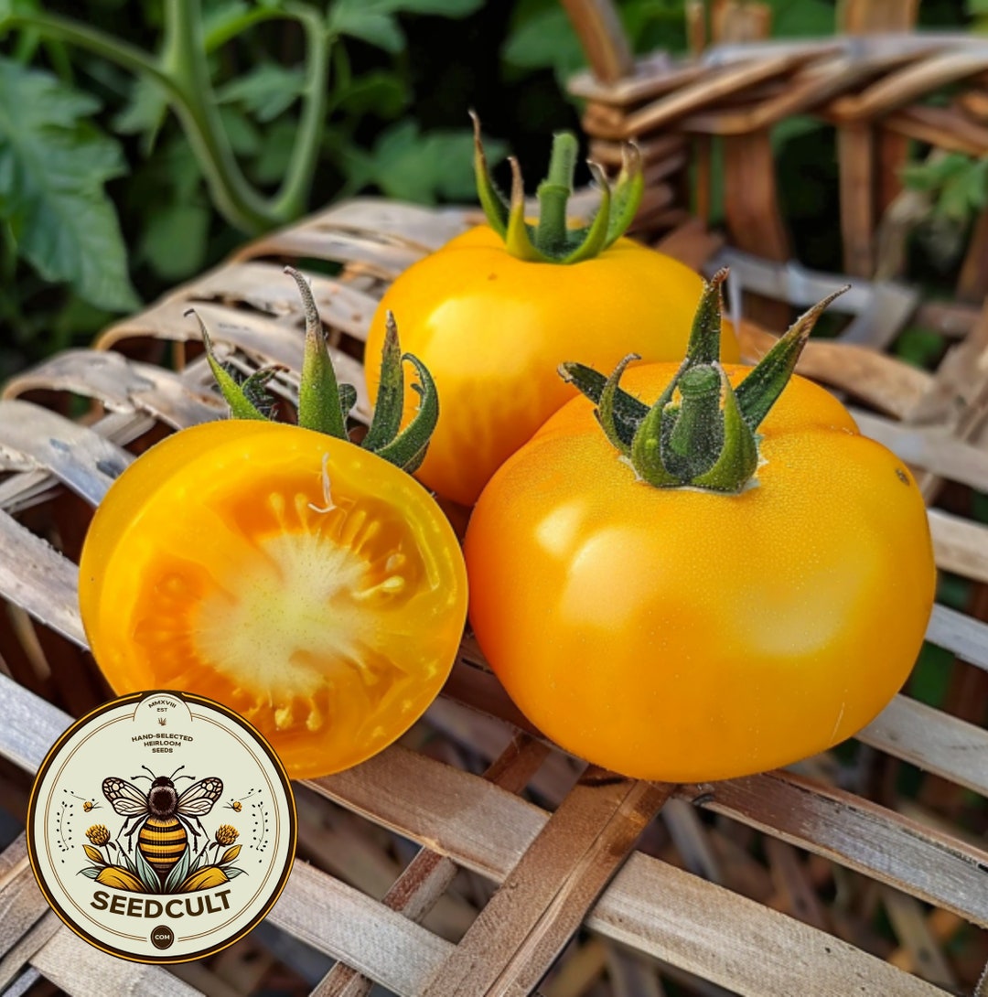 Amish Gold Tomato Seeds, Heirloom Tomatoes, Solanum Lycopersicum LY3425 ...