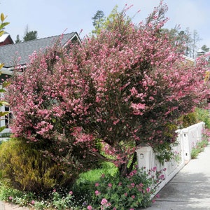 Manuka Tree Seeds, Manuka Honey, Broom Tea Tree, Leptospermum Scoparium ...