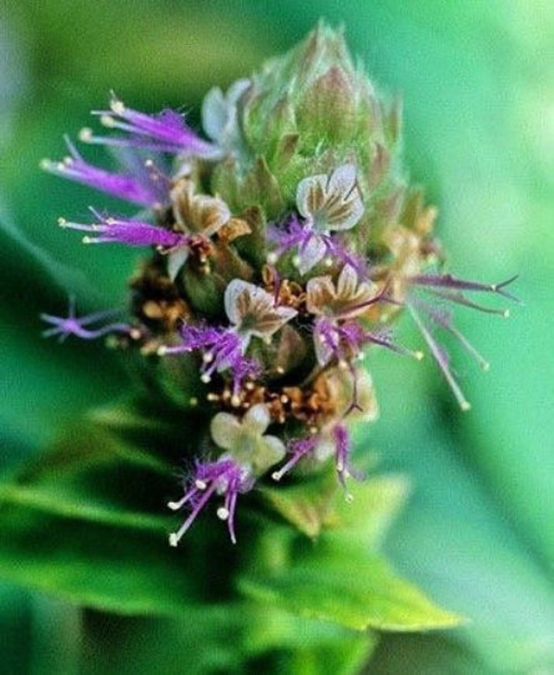 Patchouli Indoor Plant Seeds True Organic Cablin Pogostemon Cb9010 Etsy
