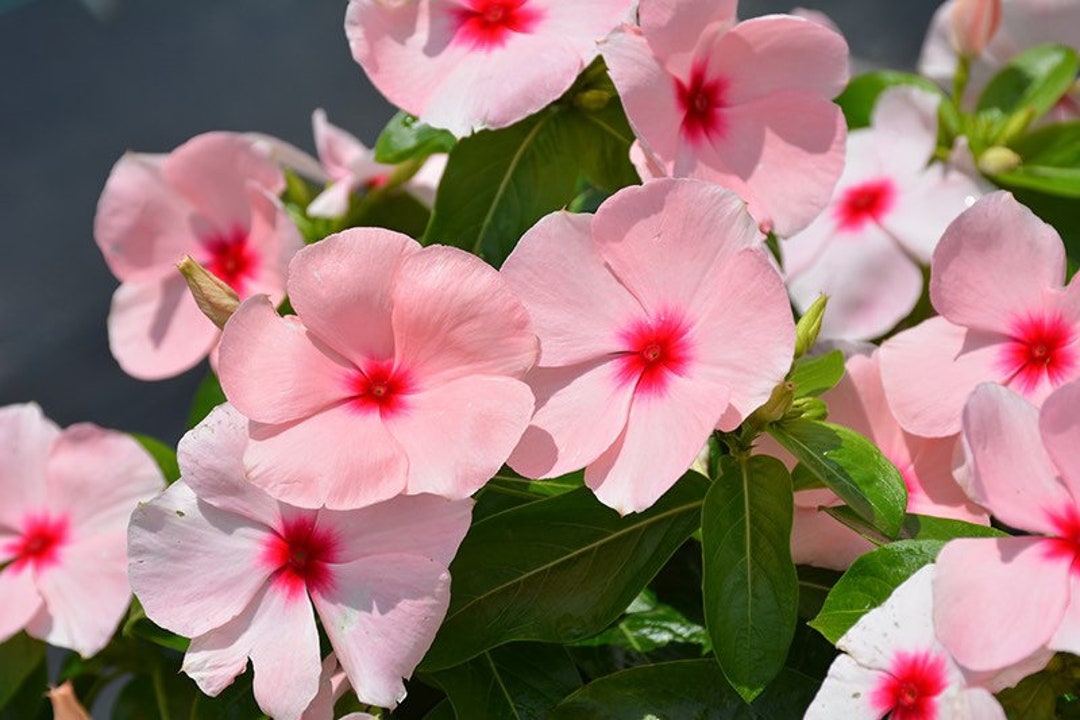 Apricot Vinca Seeds, Periwinkle, Pacifica Series, Catharanthus Roseus ...