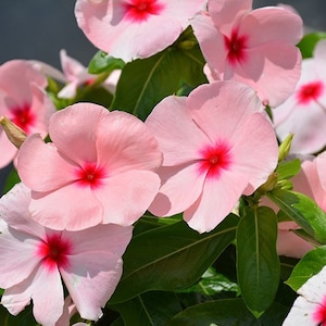 Apricot Vinca Seeds, Periwinkle, Pacifica Series, Catharanthus Roseus ...