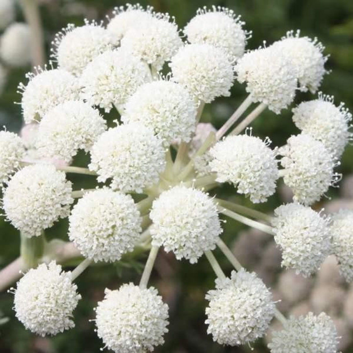 Rare Moon Carrot, 10 Seeds, Seseli Gumniferum, SE8010 - Etsy