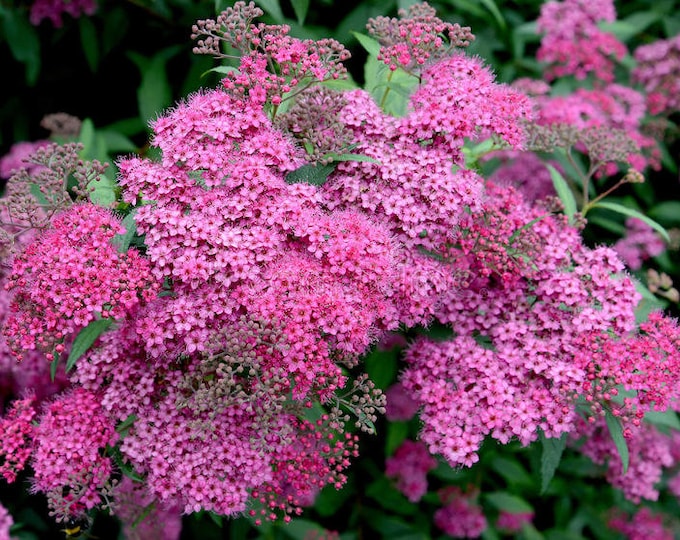 Bulk Japanese Meadowsweet Seeds, Spirea Japonica, Hot Pink SP902C - Etsy
