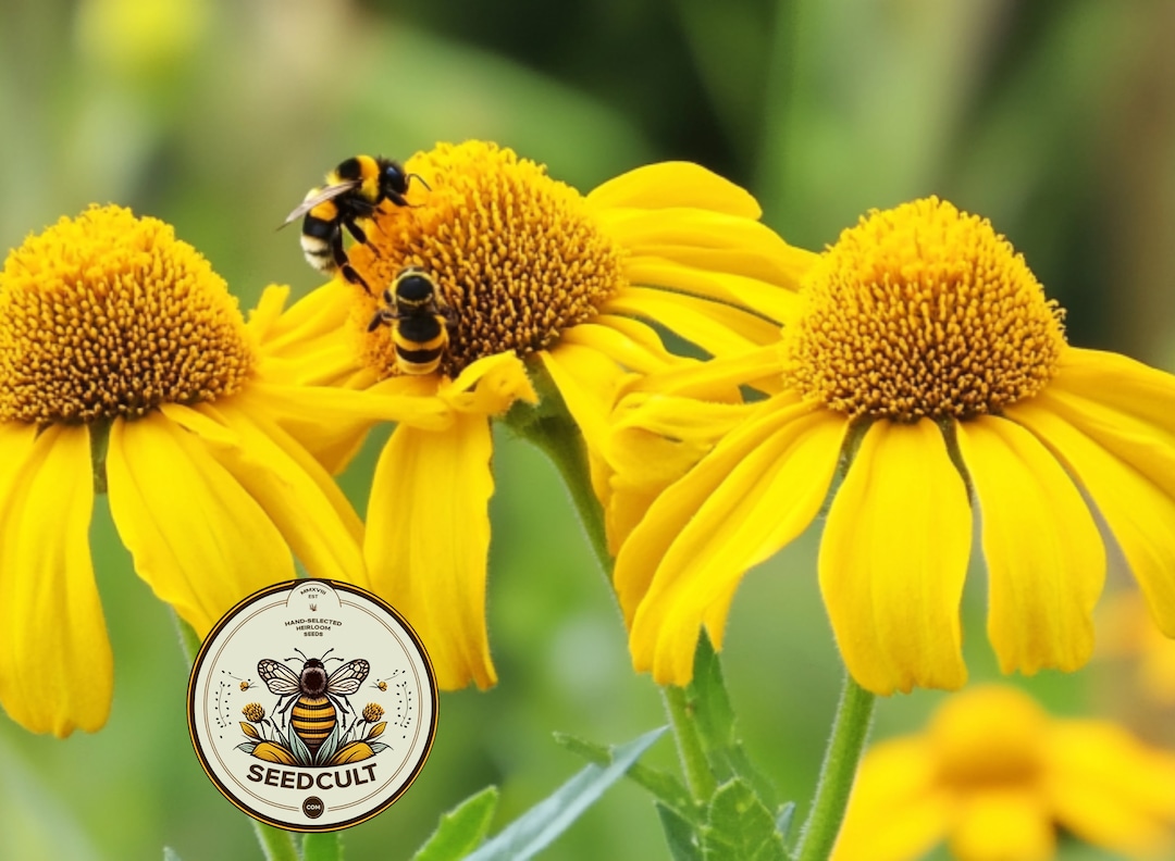 Mountain Sneezeweed Seeds, Orange Sneezeweed, Hoopes Sneezeweed ...