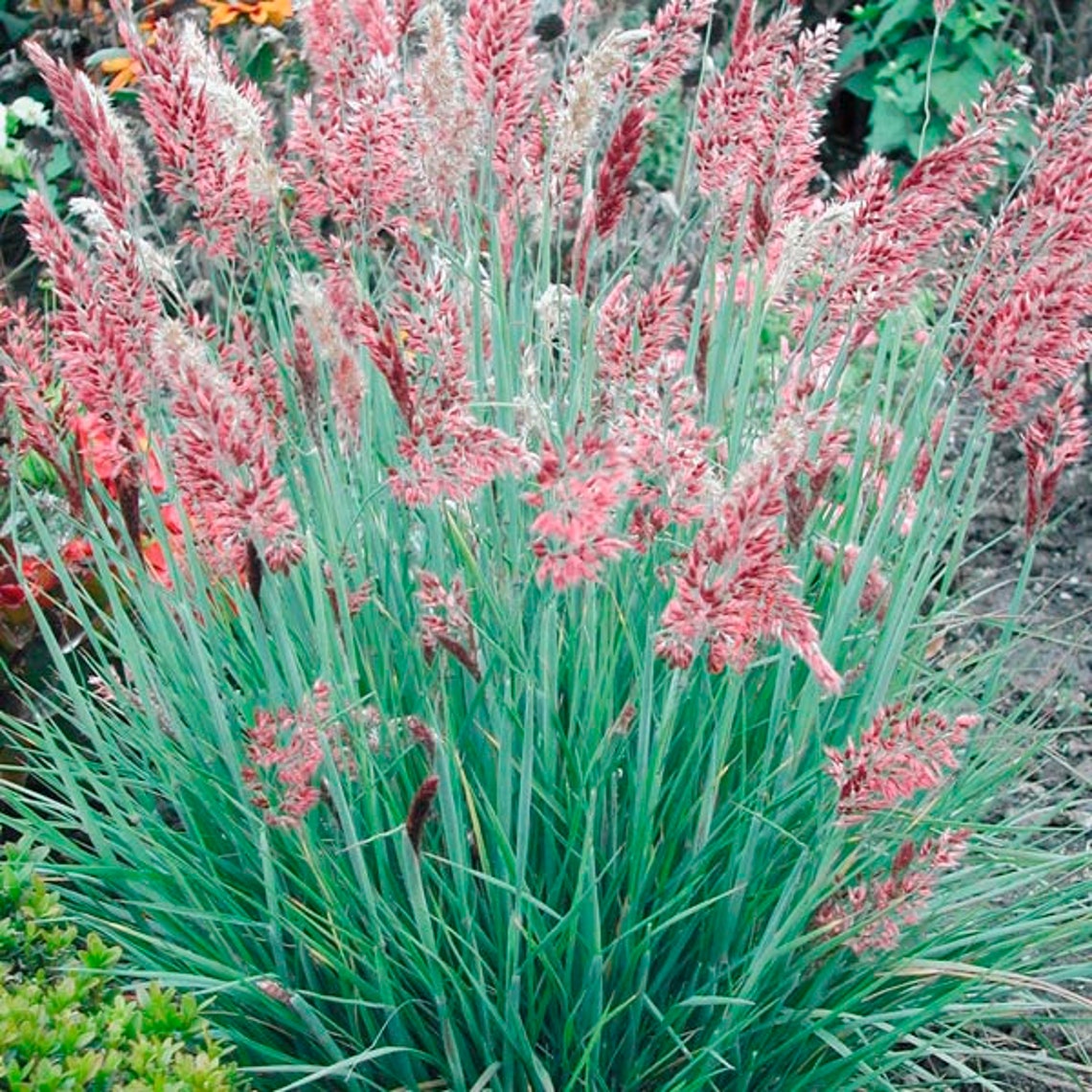 Rare Ruby Grass Seeds Pink Bubble Grass Rhynchelyrtum | Etsy