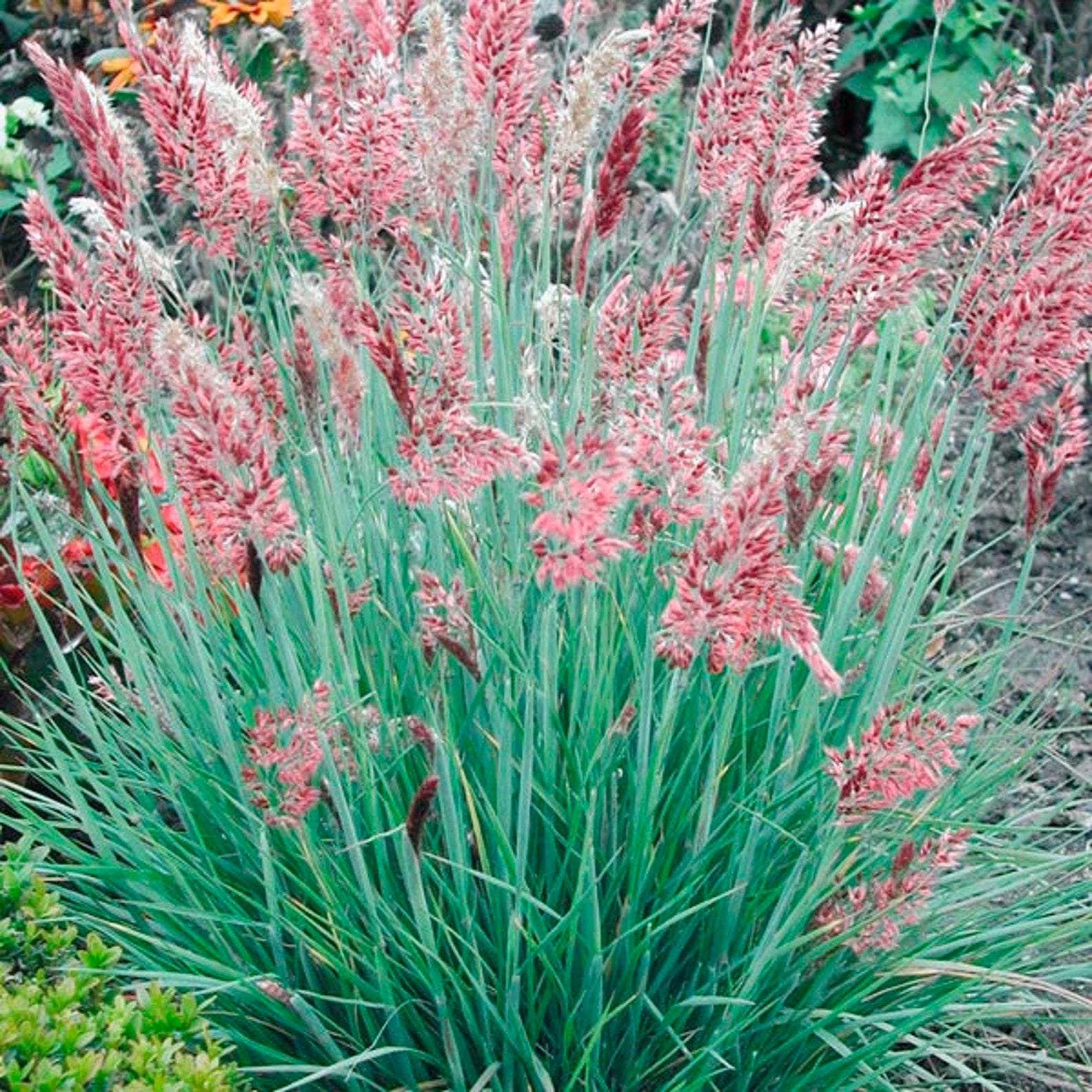 Rare Ruby Grass Seeds, Pink Bubble Grass, Rhynchelyrtum Nerviglumis ...