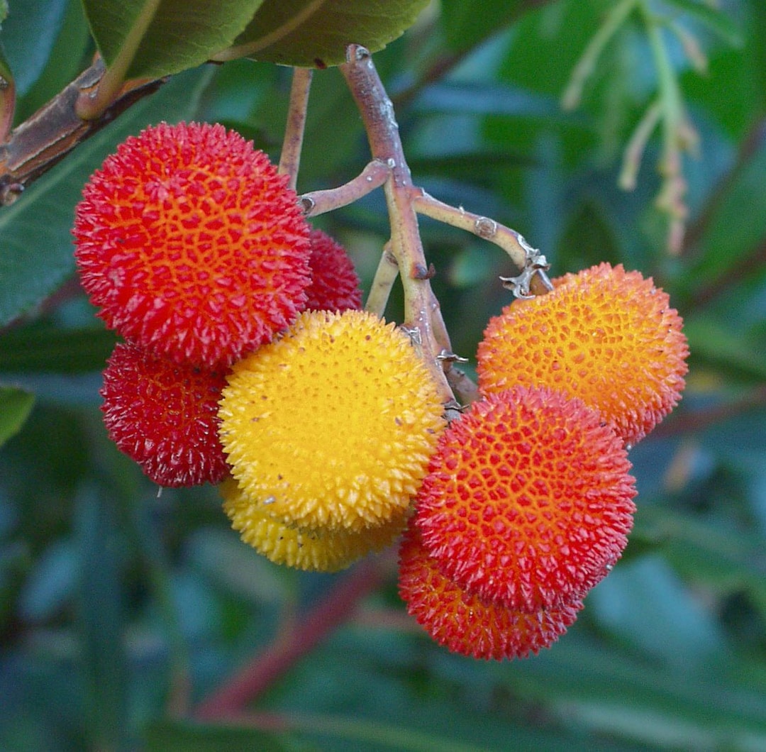 Dwarf Strawberry Tree Seeds, Arbutus Unedo, Edible Fruit AR8020 - Etsy