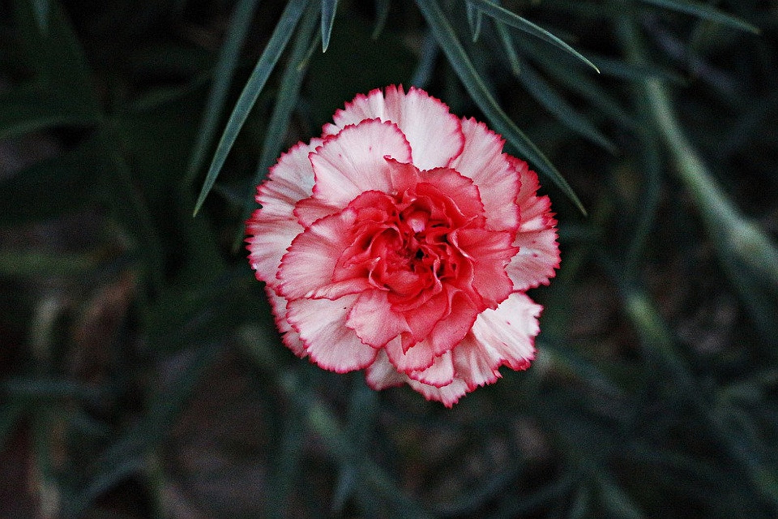 100 Mixed Color Picotee Carnation Seeds Dianthus Caryophyllus - Etsy