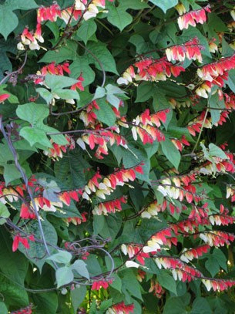 Exotic Love Vine Seeds, Firecracker, Spanish Flag, Mina Lobata, Ipomoea ...