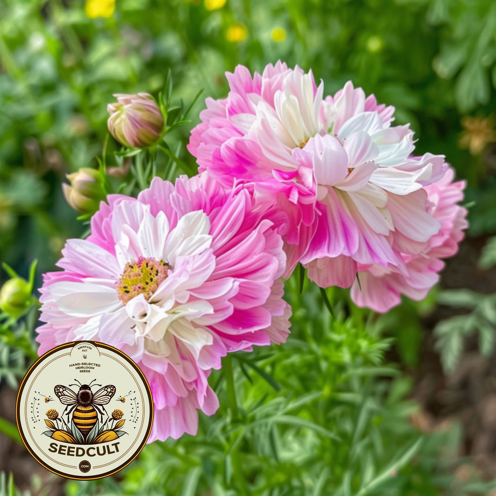 Double Click Pink Bicolor Cosmos Seeds, Cosmos Bippinatus CO1525 - Etsy