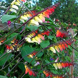 Exotic Love Vine Seeds, Firecracker, Spanish Flag, Mina Lobata, Ipomoea ...