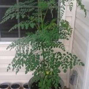 Rare DWARF Moringa Seeds, Tree of Life, Miracle Plant, Moringa Oleifera ...