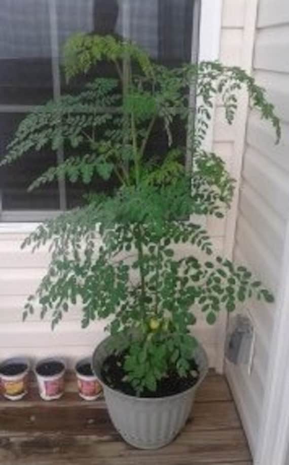 Moringa Tree Indoors