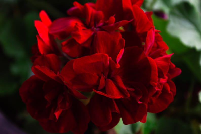 Scarlet Geranium Seeds, Maverick Series, Pelargonium Zonale PZ0910 - Etsy