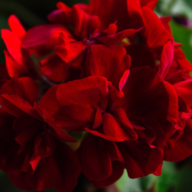 Geranium Red Live Plant - Etsy