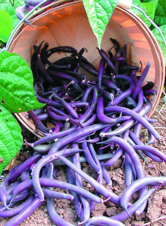 50 Royal Purple Pod Bush Beans Organic Phaseolus Vulgaris - Etsy