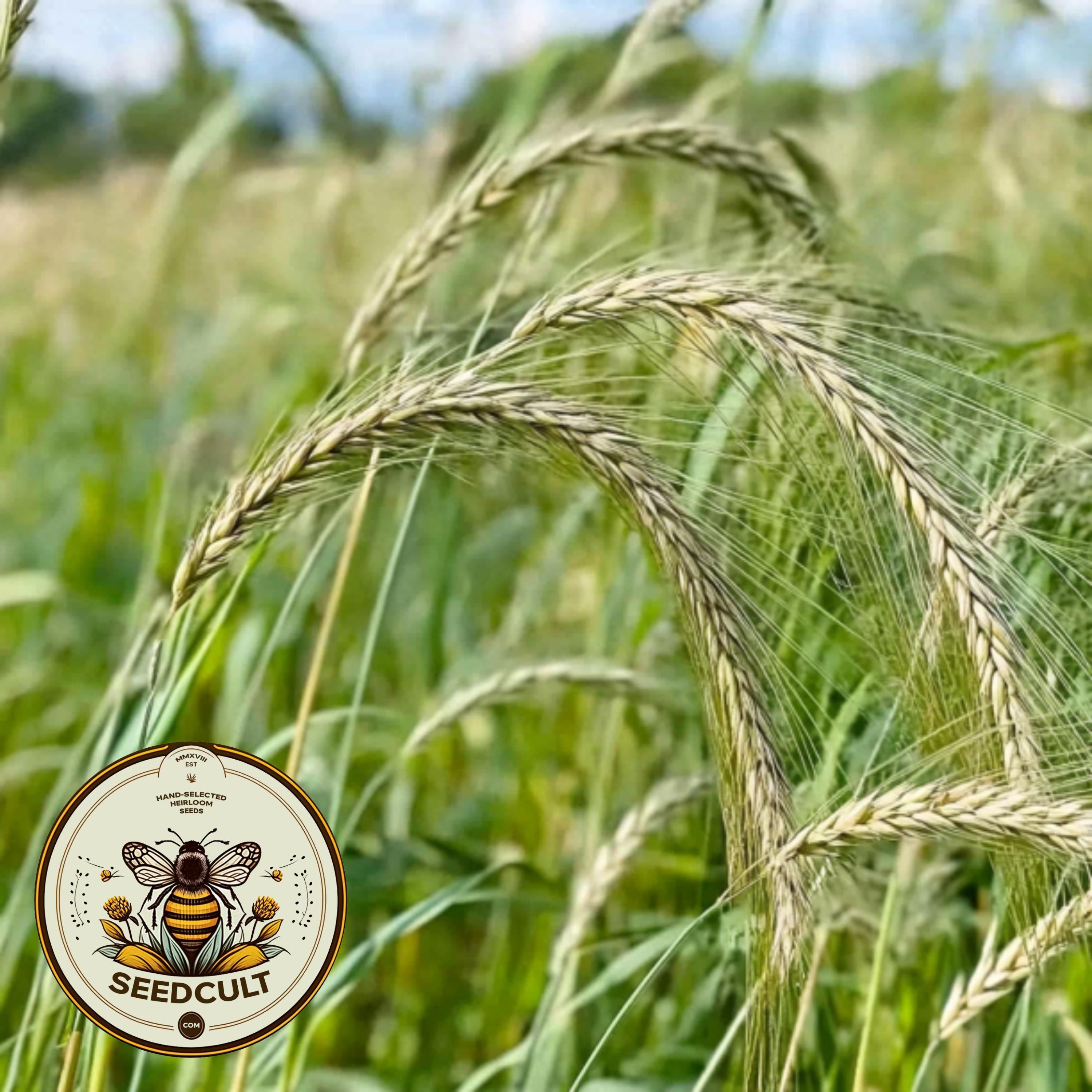 Canada Wild Rye Grass Seeds, US Native, Elymus Canadensis, EL011C - Etsy