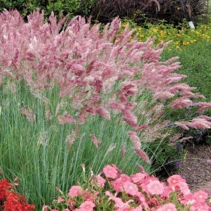 Rare Ruby Grass Seeds, Pink Bubble Grass, Rhynchelyrtum Nerviglumis ...