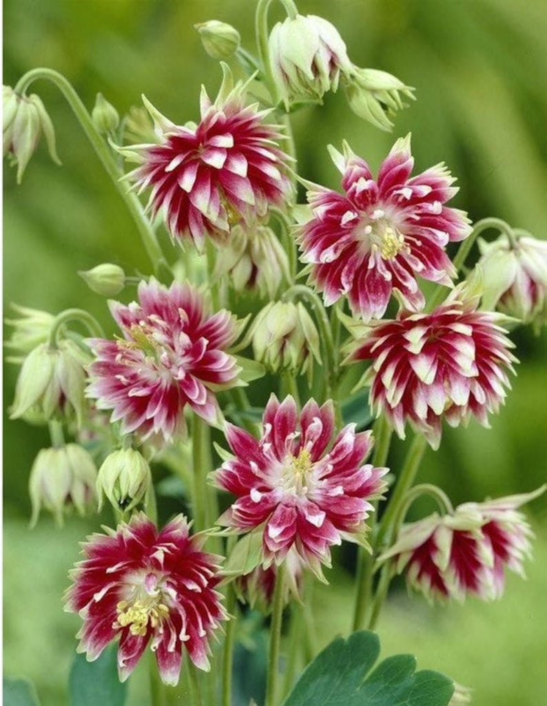 Nora Barlow Pink Columbine Seeds, Flowering Shade Perennial, Aquilegia ...