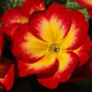 Supernova Fire Primrose Seeds, Primula Polyantha PM3710 - Etsy