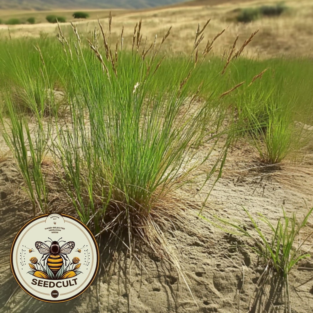 Native Idaho Fescue Grass, Festuca Idahoensis, FE212C - Etsy
