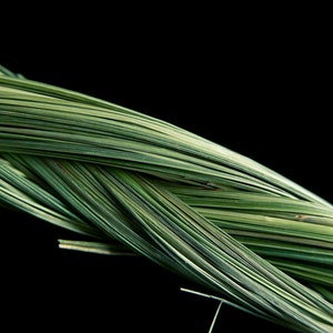 Large Premium Sweetgrass Braid, ONE Hierochloe Orodata, Vanilla Grass ...