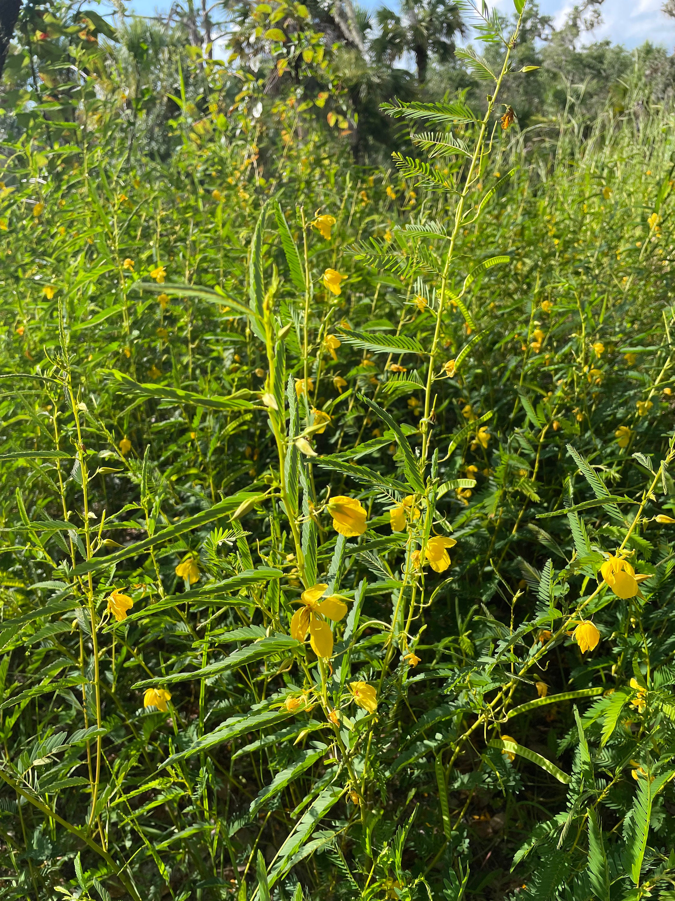 50 Partridge Pea Seeds, US Native Wildflower, Chamaecrista Fasciculata ...