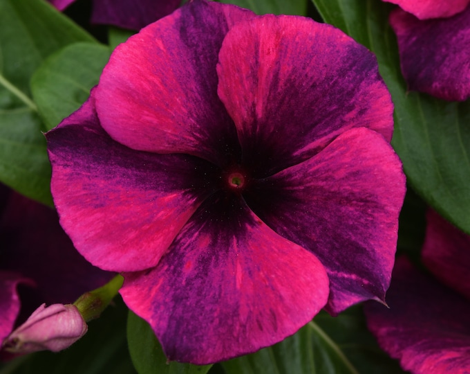 Black Cherry Tattoo Vinca Seeds, Periwinkle, Catharanthus Roseus ...