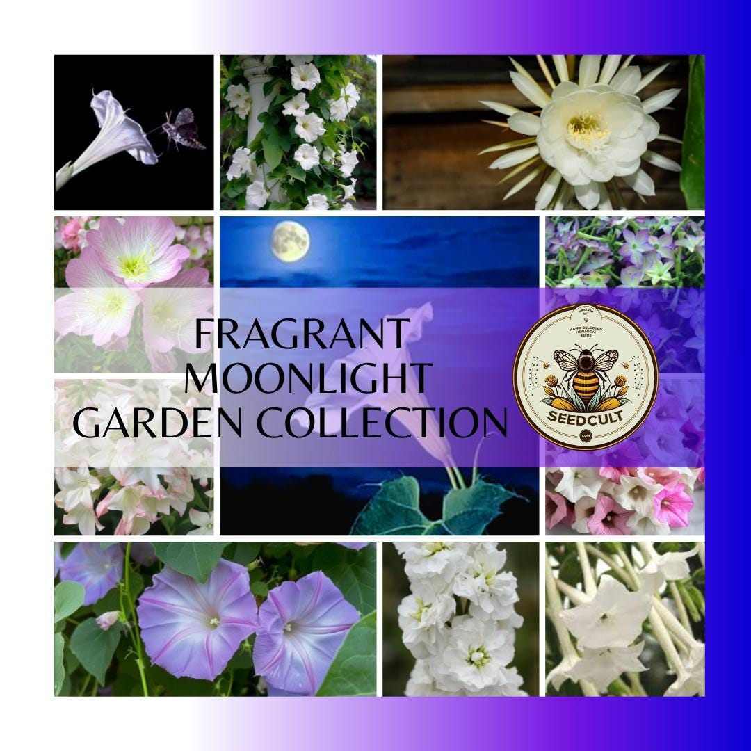 NEW! Fragrant Moonlight Garden Seed Collection in Gift Box, Sampler, 13 ... NEW! Fragrant Moonlight Garden Seed Collection in Gift Box, Sampler, 13 ...
