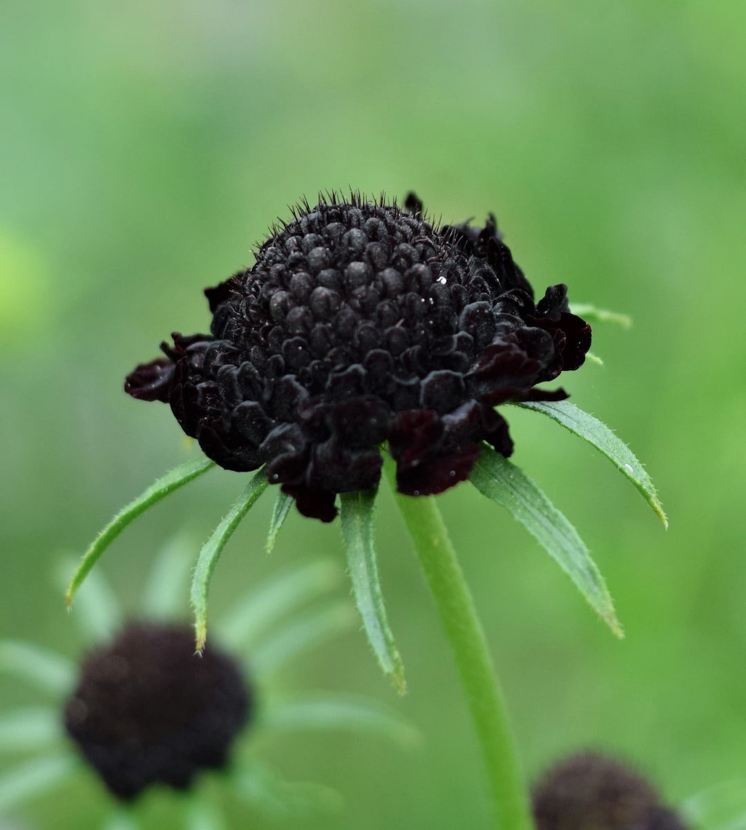 Black Pom Pom Scabiosa Flower Seeds, Pincushion, Scabiosa Atropurpurea ...