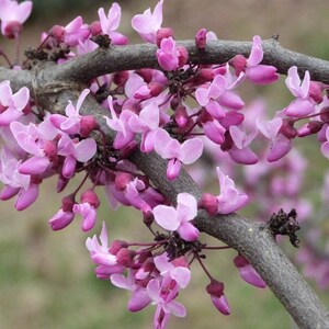 Eastern Redbud Tree Seeds, Bonsai, Cercis Canadensis CE8220R - Etsy