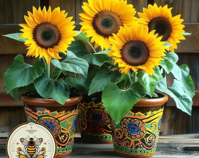 Sunflower Tree Seeds Grows Like a Tree Tower of Flowers Very Hard to ...