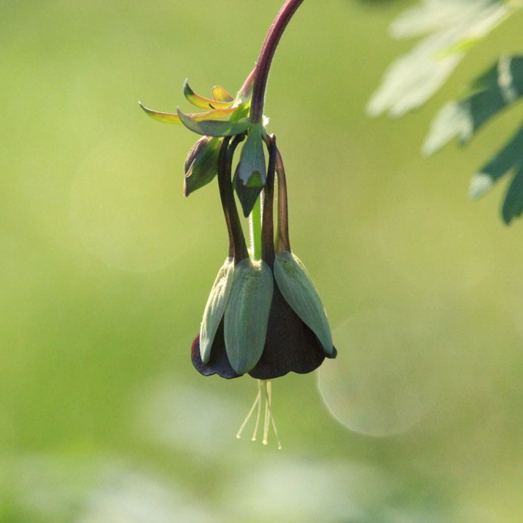 Black Chocolate Soldier Gothic Columbine Seeds, Black Flowering Shade ...