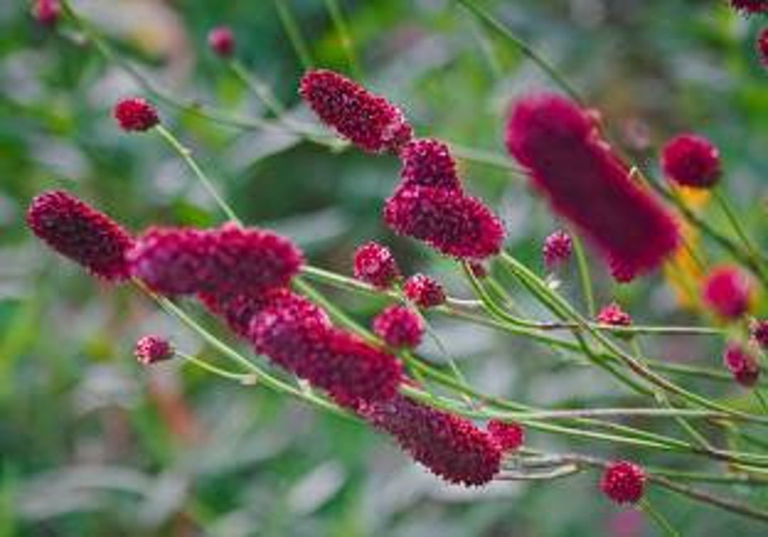 Great Burnet Seeds, Sanguisorba Officinalis SN0120 - Etsy