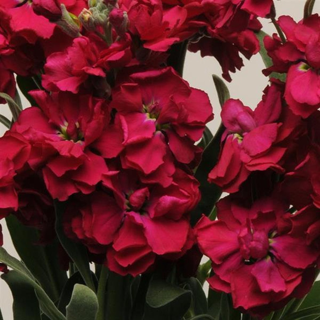 50 Katz Ruby Stock Seeds, Highly Fragrant Column Stock, Matthiola ...