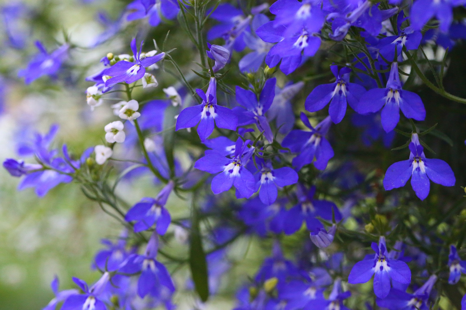 Bulk Trailing Blue Carpet Lobelia Seeds, Erinus Lobelia, Ground Cover ...