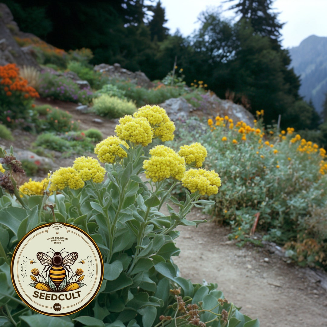 Yellow Sulfur Flower Seeds, Sulfur Buckwheat, Eriogonum Umbellatum ...