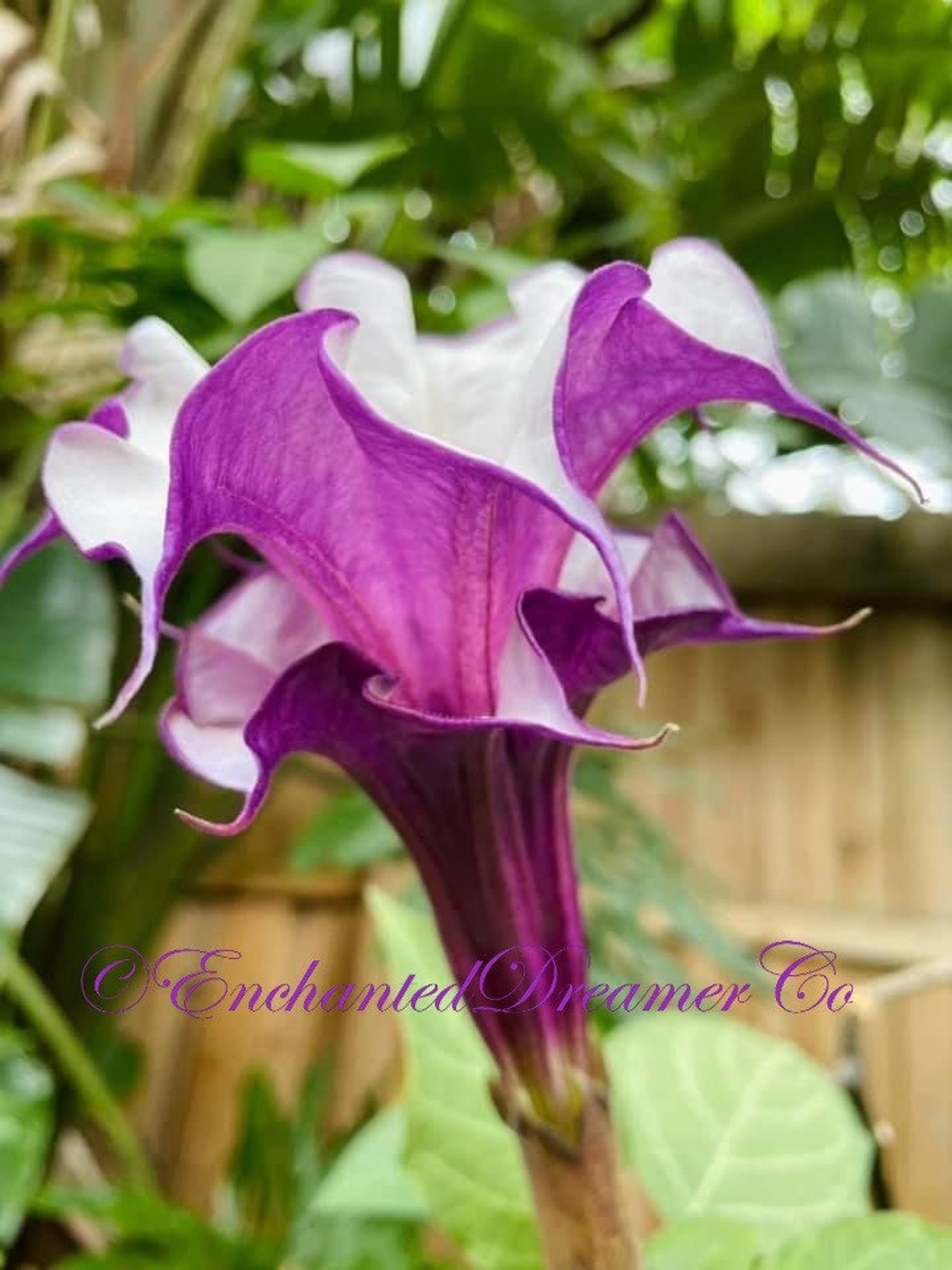 Black Currant Swirl Devil’s Trumpet Flower Seeds DA0110 - Etsy