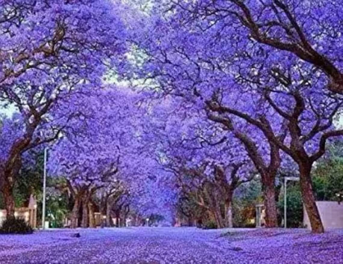 Bulk Empress Tree Seeds, Paulownia Tormentosa, Princess Tree, PW011C - Etsy